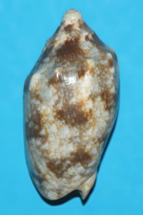 shellauction.net :: Cymbiola rutila - 3724890