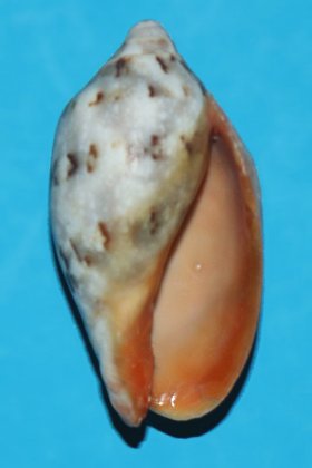 shellauction.net :: Cymbiola rutila - 3724894