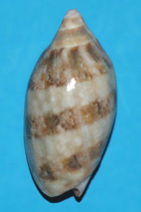 shellauction.net :: Cymbiola rutila - 3724896