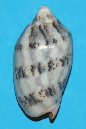 shellauction.net :: Cymbiola rutila - 3724897