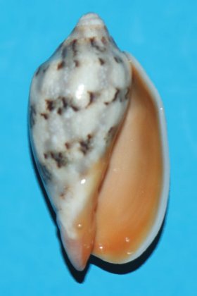 shellauction.net :: Cymbiola rutila - 3724897