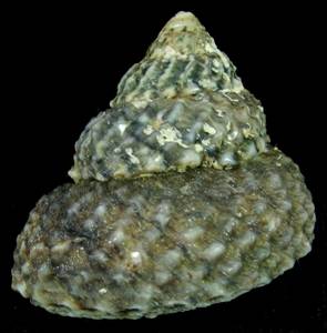 shellauction.net :: Astraea sulcata - 3724951