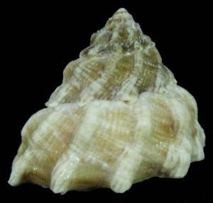 shellauction.net :: Lithopoma tectum olfersii - 3724957