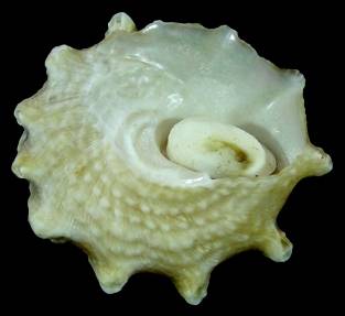 shellauction.net :: Lithopoma tectum olfersii - 3724957