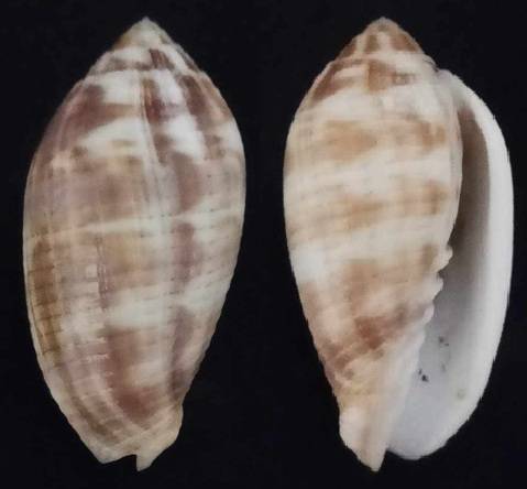 shellauction.net :: Pterygia dactylus - 3725032