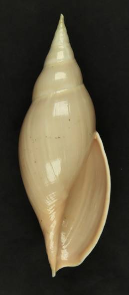 shellauction.net :: Provocator mirabilis - 3725089