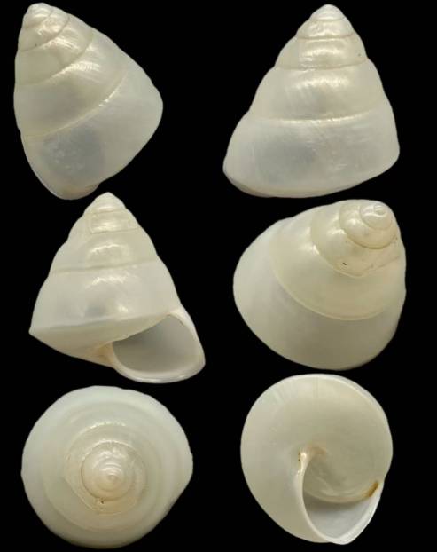 shellauction.net :: Satsuma albida - 3725101