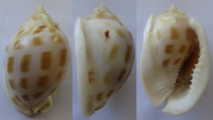 shellauction.net :: Phalium areola - 3725117