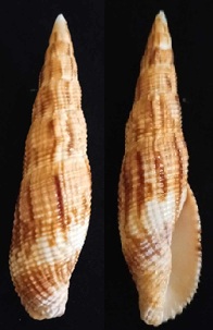 shellauction.net :: Nebularia incompta - 3725130