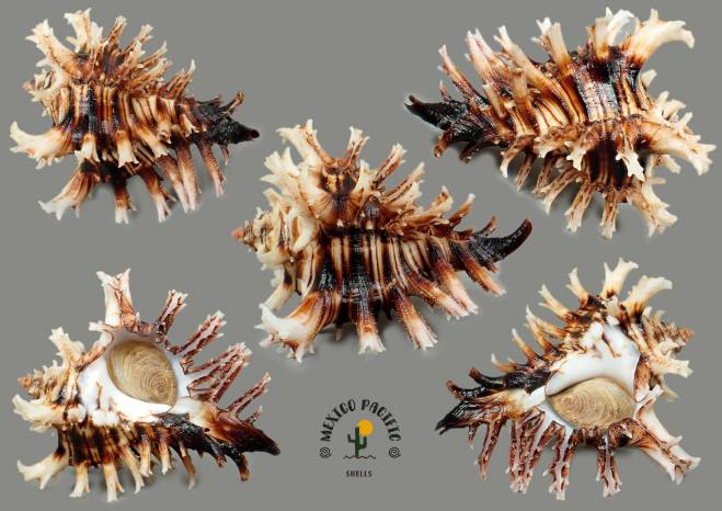 shellauction.net :: Hexaplex princeps - 3725150