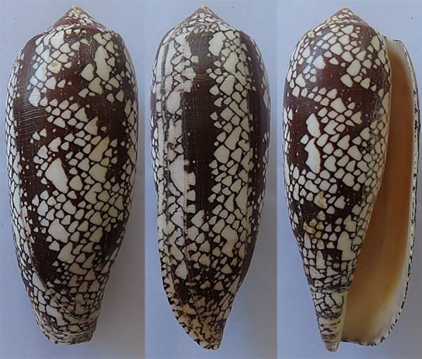 shellauction.net :: Conus aulicus - 3725152