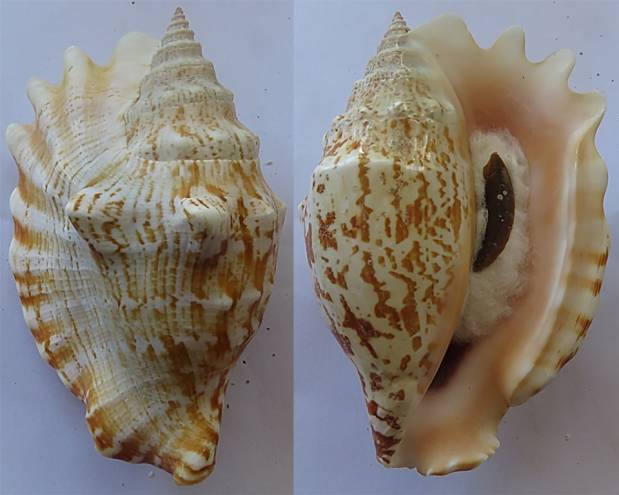 shellauction.net :: Latissistrombus sinuatus - 3725155