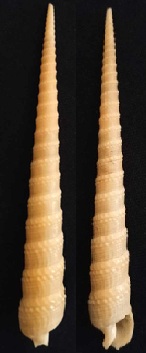 shellauction.net :: Terebra triseriata - 3725174