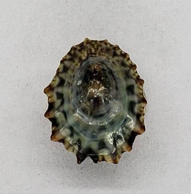 shellauction.net :: Scurria variabilis - 3725189