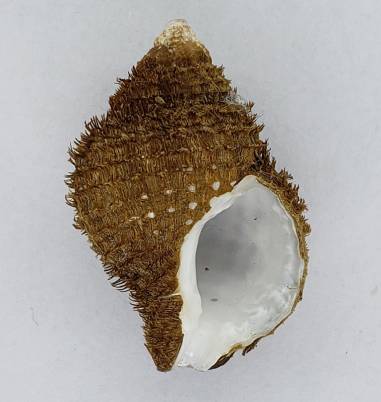 shellauction.net :: Priene scabrum - 3725257