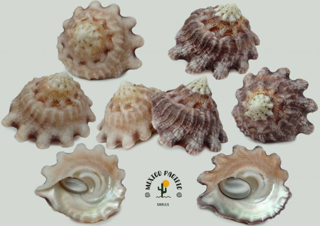 shellauction.net :: Astraea unguis - 3725259