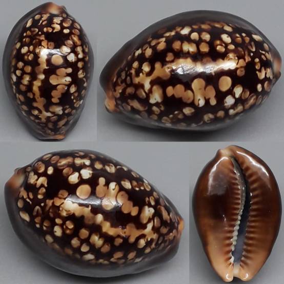 shellauction.net :: Mauritia mauritiana - 3725346