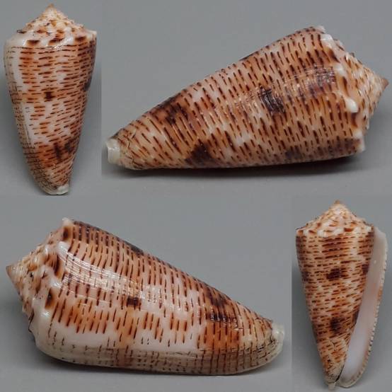 shellauction.net :: Conus proximus - 3725371