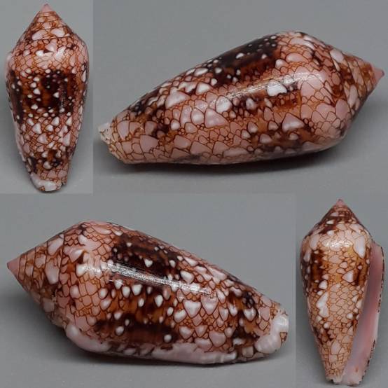 shellauction.net :: Conus legatus - 3725372