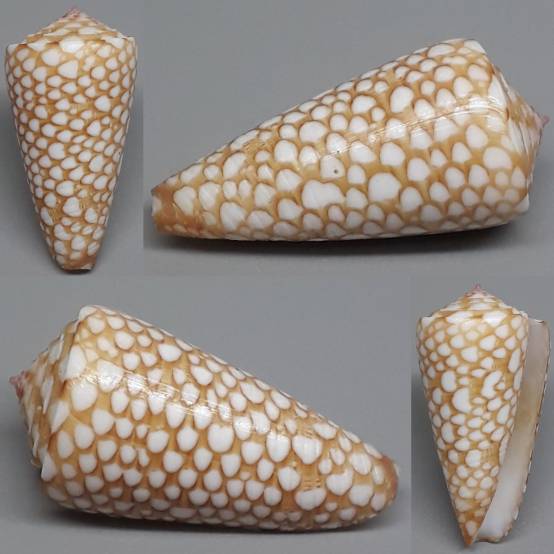 shellauction.net :: Conus sp. - 3725629