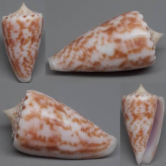 shellauction.net :: Conus alexandrei - 3725646