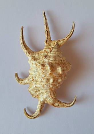 shellauction.net :: Harpago chiragra rugosus - 3725670