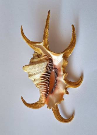 shellauction.net :: Harpago chiragra rugosus - 3725670