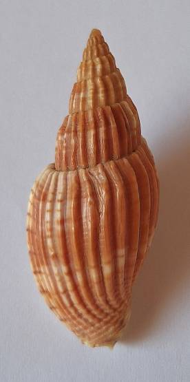 shellauction.net :: Lyria delessertiana - 3725742