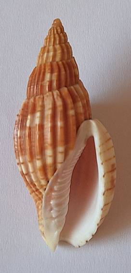 shellauction.net :: Lyria delessertiana - 3725742