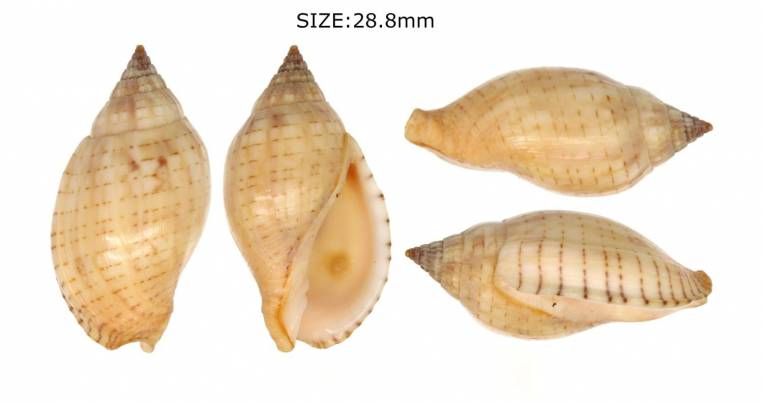 shellauction.net :: Lyria deliciosa - 3725814