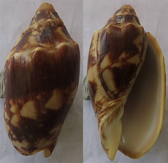 shellauction.net :: Cymbiola vespertilio - 3725882