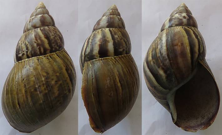 shellauction.net :: Lissachatina fulica - 3725889