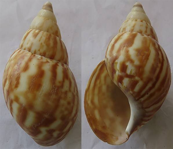 shellauction.net :: Lissachatina fulica - 3725890