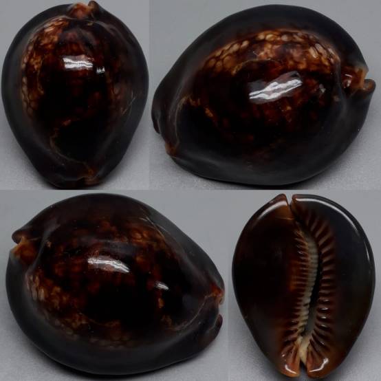 shellauction.net :: Mauritia mauritiana - 3726025