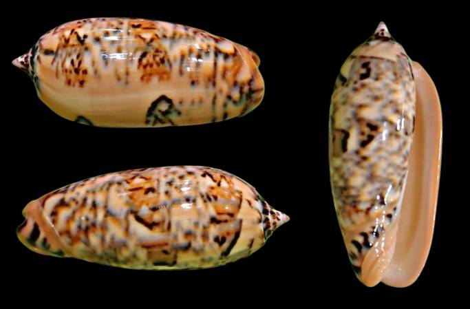 shellauction.net :: Oliva sp. - 3726096