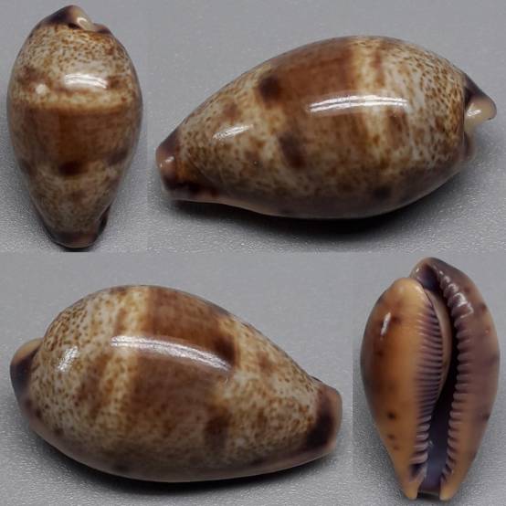 shellauction.net :: Contradusta walkeri - 3726105