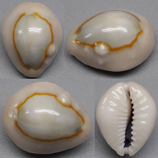 shellauction.net :: Monetaria annulus - 3726121