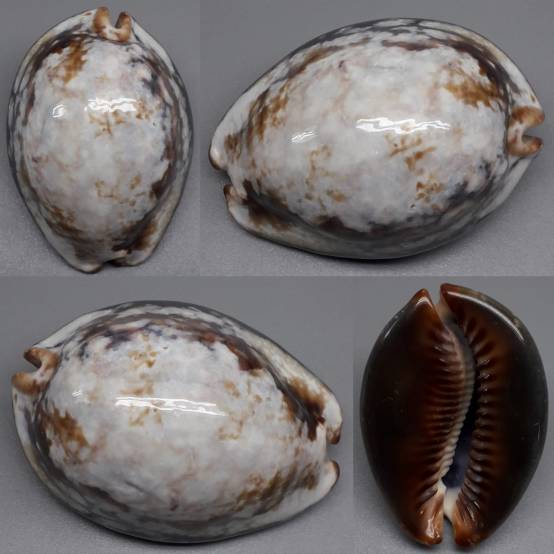 shellauction.net :: Mauritia mauritiana - 3726138