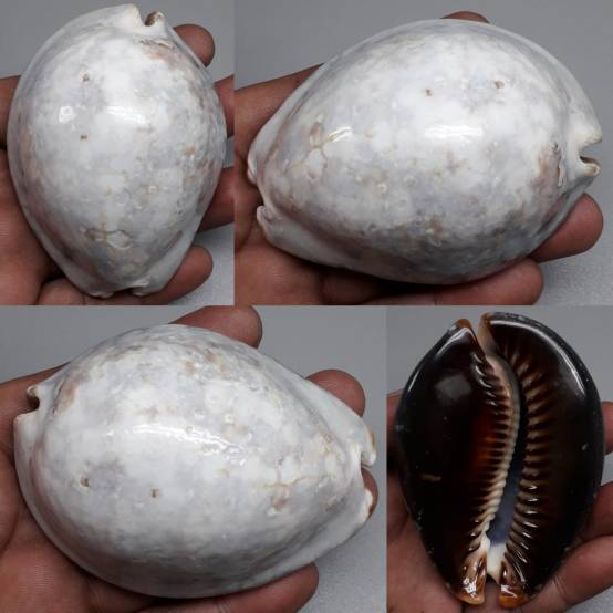 shellauction.net :: Mauritia mauritiana - 3726139