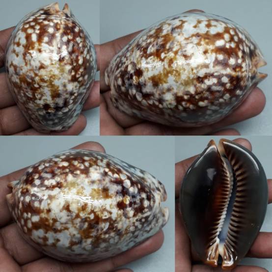 shellauction.net :: Mauritia mauritiana - 3726142