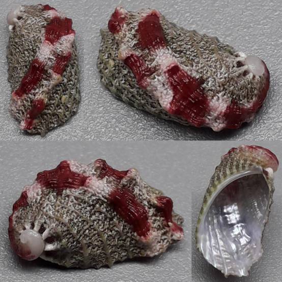 shellauction.net :: Stomatia sp. - 3726146