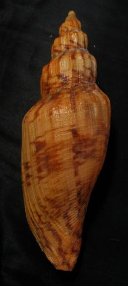 shellauction.net :: Fulgoraria hamillei nipponkaensi - 3726147