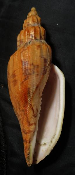 shellauction.net :: Fulgoraria hamillei nipponkaensi - 3726147