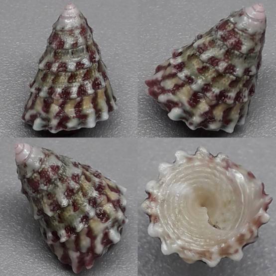 shellauction.net :: Trochus cumingii - 3726150