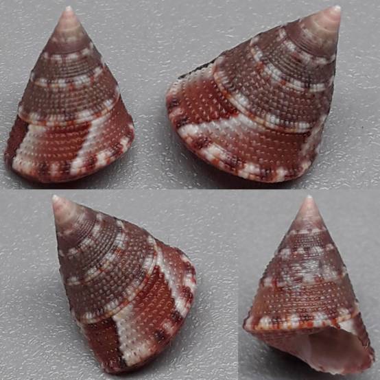 shellauction.net :: Tectus sp. - 3726166