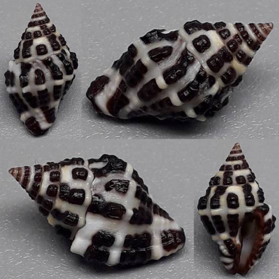 shellauction.net :: Engina sp. - 3726250