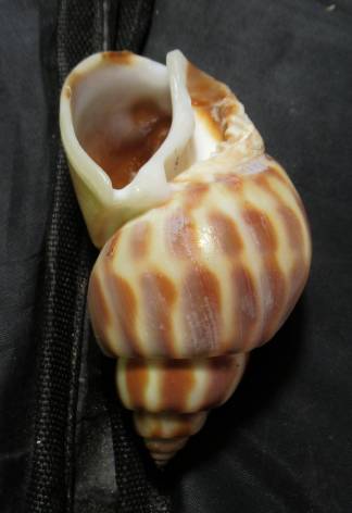 shellauction.net :: Babylonia perforata - 3726329