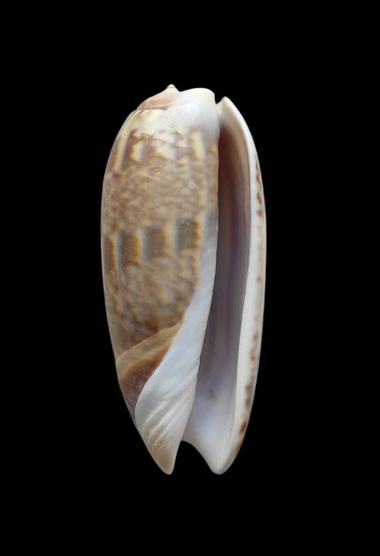 shellauction.net :: Oliva irisans irisans - 3726342