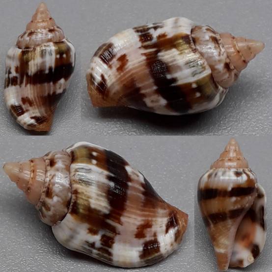 shellauction.net :: Strombus mutabilis - 3726385