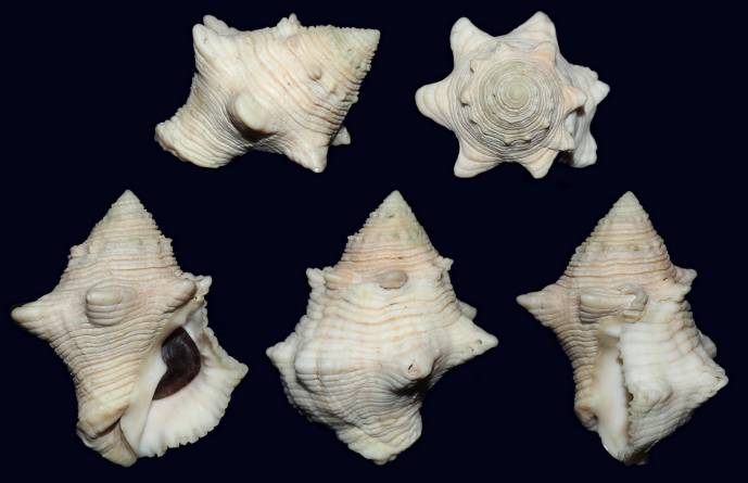 shellauction.net :: Cymia tectum - 3726420